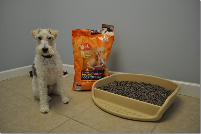 Dog Litter — Decor and the Dog